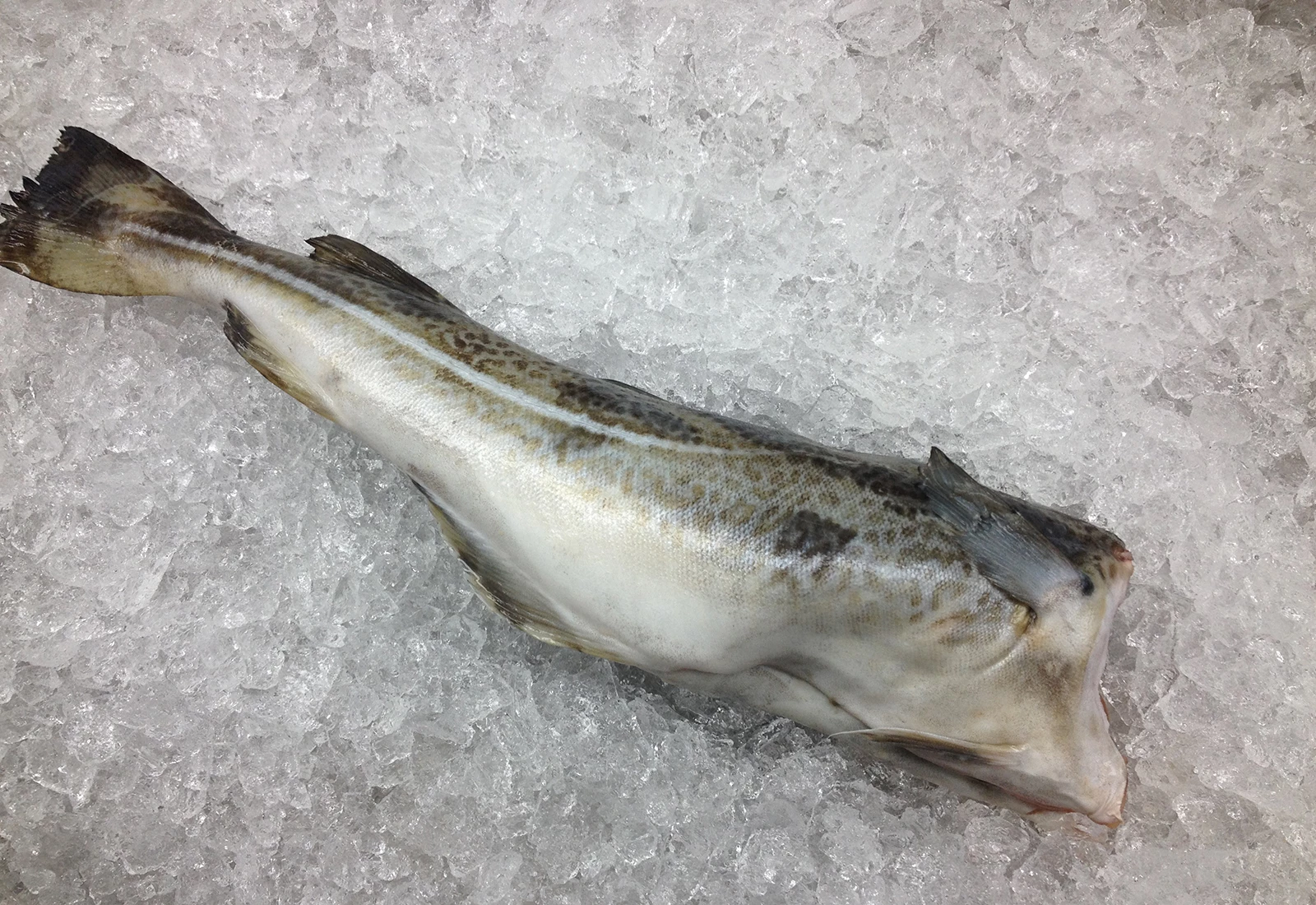 Products | Iceberg Seafood A/S